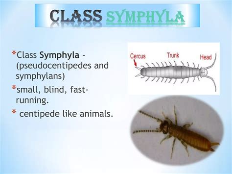 Myriapoda 090602161209 Phpapp02 Ppt