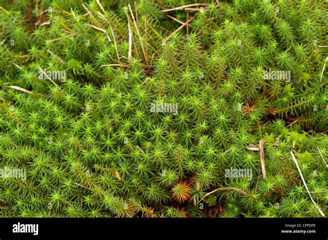 Мох сфагнум в лесу (с множеством фото) - treepics.ru