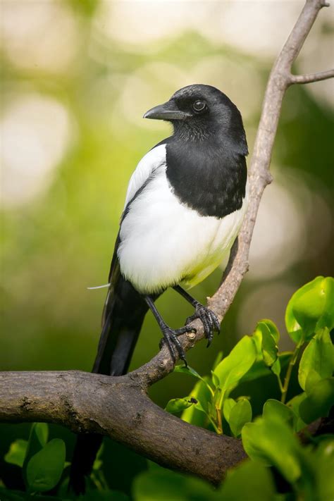 11 Spiritual Meanings Of Magpies Visiting You Bad Luck