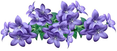 Цветок колокольчик ПНГ на Прозрачном Фоне • Скачать Png Цветок колокольчик