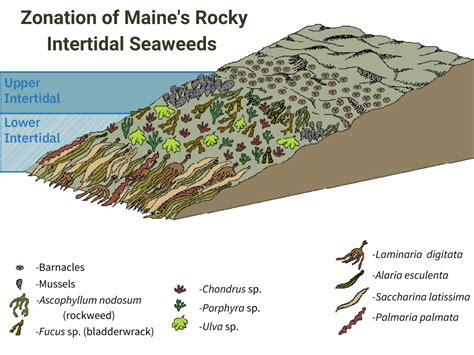 Developing Our Taste For Macroalgae Maine Aquaculture Innovation Classroom