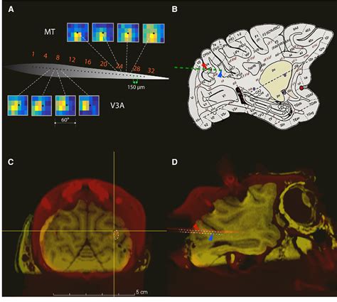 Figure 1 From Neural Selectivity For Visual Motion In Macaque Area V3a Semantic Scholar