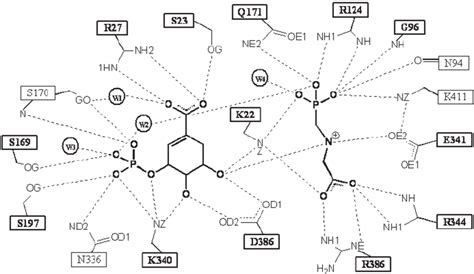 Schematic Representation Of Ligand Binding In Epsp Download Scientific Diagram