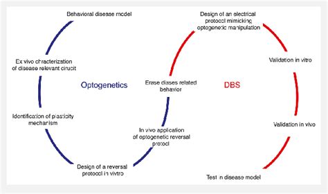 Blueprint Of Translation Of Optogenetic Approaches Into Novel Protocols Download Scientific