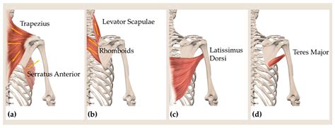 Levator Scapulae Ls 견갑거근 네이버 블로그