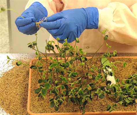Soybean Processing Facility Focuses On Quality Agrinews