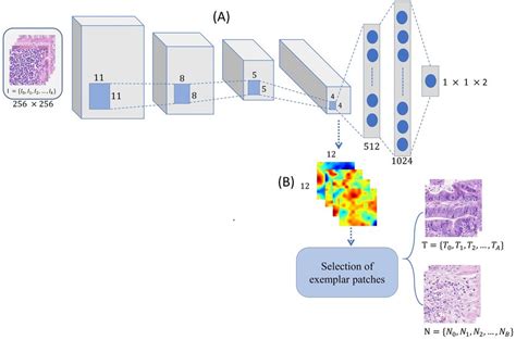 A A Schematic Illustration Of Our Deep Convolution Neural Network B