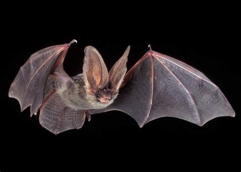 Bats Dont Just Have Sex They Give Each Other Oral Happy Valentines Everyone Recology