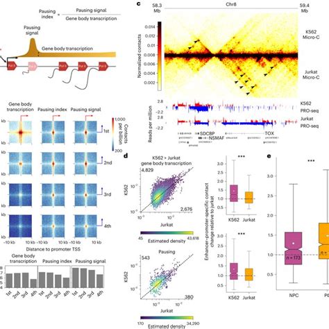 Updated Model Integrating Rna Pol Ii Dynamics Into Enhancer Promoter Download Scientific
