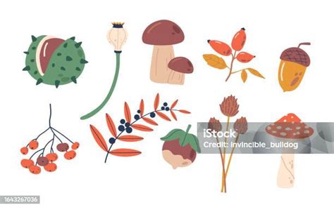 나뭇잎 열매 밤나무 도토리 버섯 헤이즐넛의 가을 컬렉션 빨간색 주황색의 풍부한 색조의 단풍 10월에 대한 스톡 벡터 아트 및
