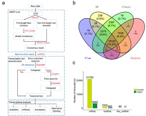 Reconstruction Of G Australe Fl Transcript Loci From Iso Seq A Download Scientific Diagram
