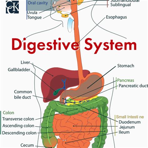 Human Bodys Organ Systems And Their Function Cck Law