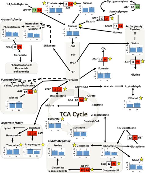 An Integrated Rnaseq 1h Nmr Metabolomics Approach To Understand Soybean