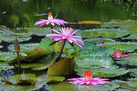 Water Lilly Water Lilly Caribbean Islands Caribbean