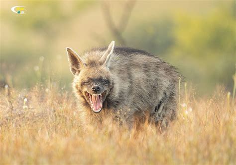 Watch Curious Spotted Hyena Sali In Car Plena Peregrinatores
