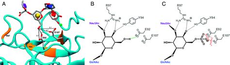 A The Crystal Structure Pdb Id 4csy 57 Of Sle X In The Binding