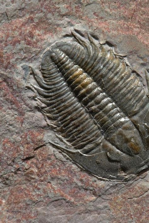 Cast Fossil Examples At Lisa Teixeira Blog