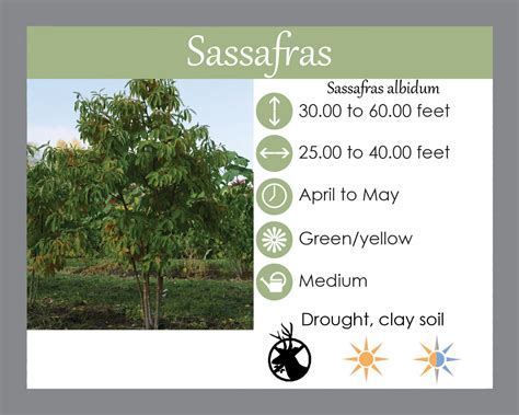 Buy Sassafras Albidum Lauren S Garden Service And Native Plant Nursery