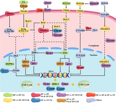 Schematic Diagram Of Candidate Genes From Growth‐related Pathways Under Download Scientific