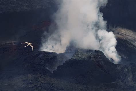Koae Kea 4 Photograph By Jill Briggs Volcano Art Center