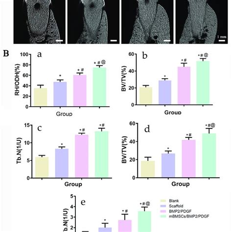 A Buccal Lingual Micro Ct Reconstruction 8 Weeks After Surgery B