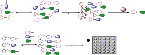Schematic Of Formation Of A Dynamic Combinatorial Library Formed From Download Scientific