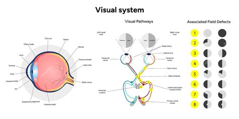 Premium Vector Suprachiasmatic Nucleus Of Hypothalamus Human Visual System Pathway Cortex