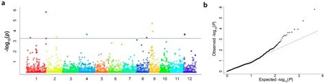 Identification Of Candidate Genes For Salt Tolerance At The Seedling