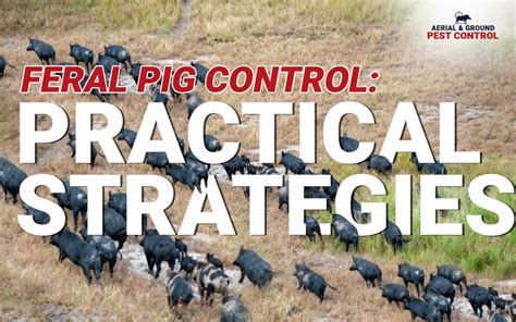 Feral Pig Control: Practical Strategies