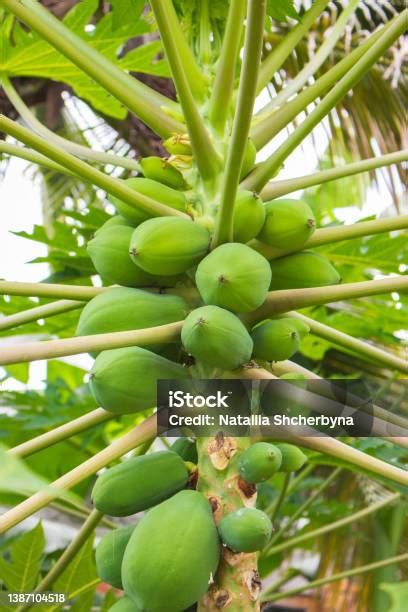 열대 우림의 파파야 나무 파파야 과일 수확 달콤한 열대 과일 건강한 신선한 음식 이국적인 농업 유기농 육즙 과일 0명에 대한