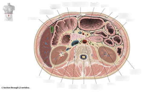 l2 cross section diagram quizlet