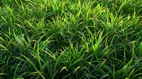 Vibrant Green Lush Grass Texture For Natural Backgrounds And Design
