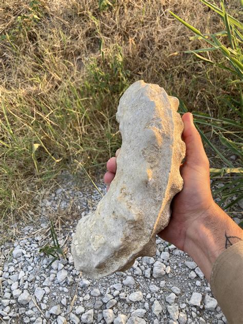 Need Help Identifying This Fossil Please R Rockhounds