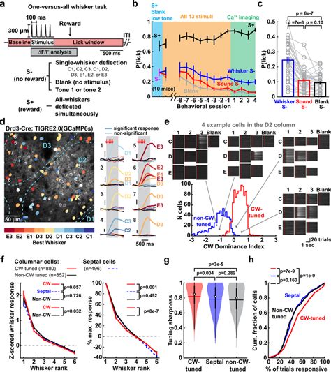 Whisker Tuning Of L2 3 Pyr Neurons In Awake Whisker Attentive Mice A Download Scientific