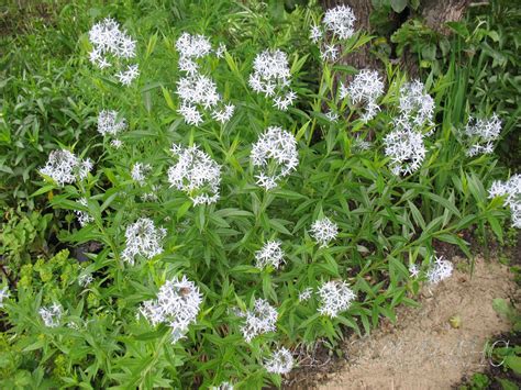Амсония иволистная (amsonia tabernaemontana)