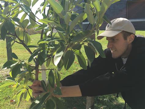 Beautiful Healthy Trees That Better Change Color Soon Or I M Gonna Fucking Snap