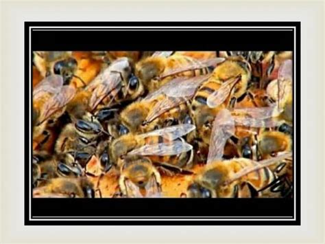 Importance Of Apiculture PPT