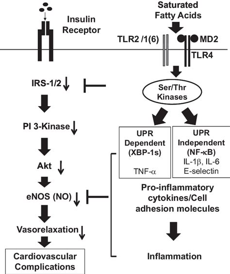 Schematic Diagram Of Proposed Tlr Signaling Pathways That Inhibit Download Scientific Diagram