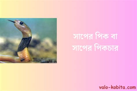 ৮৬ সাপের পিক বা সাপের পিকচার Saper Pic Picture 2023