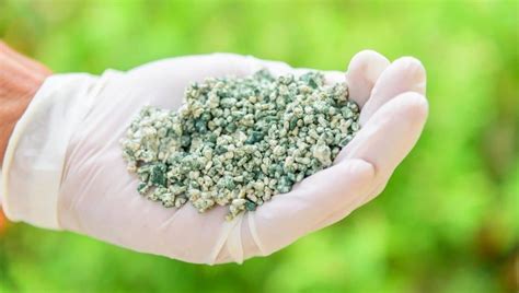 Trichoderma Harzianum Is A Species Of Fungus That Is Used As A Biological Control Agent Against