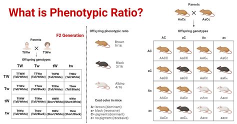 Phenotype Ratio Monohybrid Cross An Overview Sciencedirect Topics