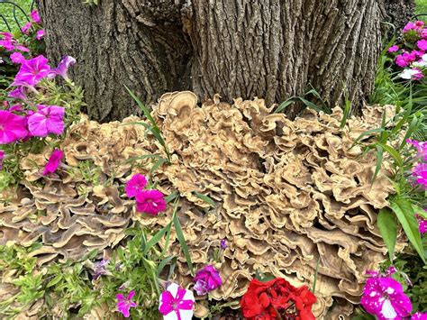 Need Help Identifying This Fungus R Mycology