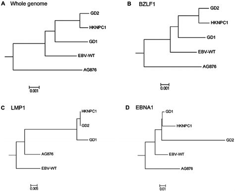 Phylogenetic Analysis Of The Five Ebv Genomes Phylogenetic Tree Based Download Scientific