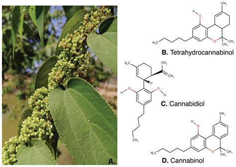 Cannabinoids From Inflorescences Fractions Of Trema Orientalis L