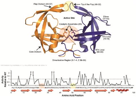 Sequence Function Analysis Of An Hiv 1 Protease Variant Sequence