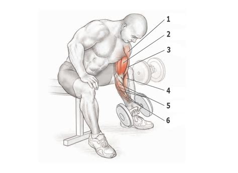 Основные упражнения для тренировки бицепсов