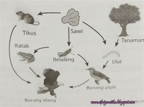 Soal Ipa Tentang Ekosistem Riset