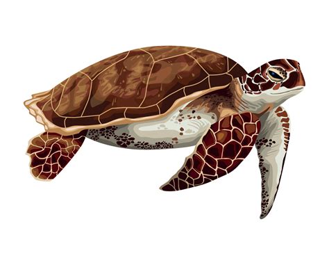 Turtle Marine Life Animal 14175622 Vector Art At Vecteezy