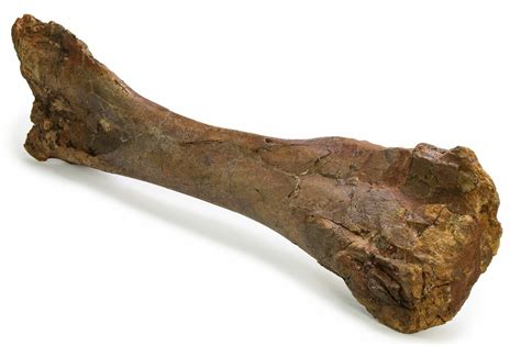 35 3 Fossil Hadrosaur Edmontosaurus Tibia Bone Wyoming 304608 For Sale