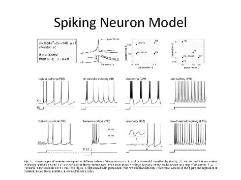 Spiking Neural Networks Banafsheh Rekabdar Biological Neuron The